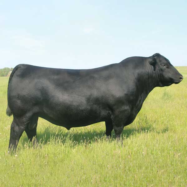 Split Creek Angus